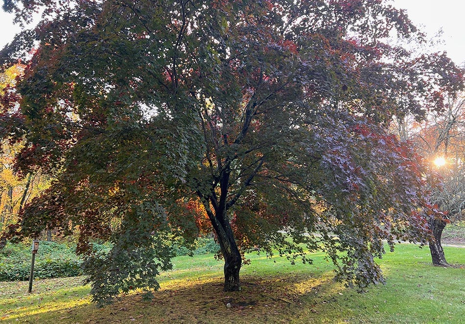 Living tributes: Woodbridge trees planted in memoriam